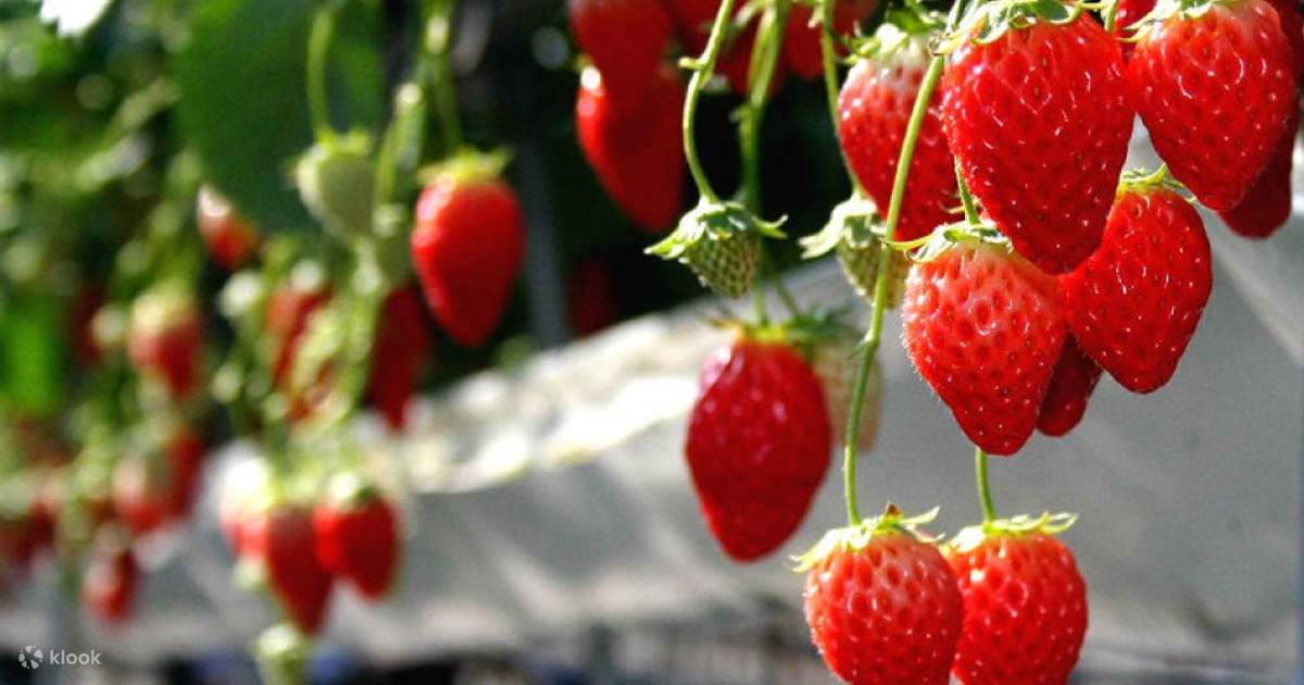 Mt. Fuji, Mt Fuji Panoramic Ropeway & Seasonal Fruits Picking Day Tour from Tokyo - Klook Singapore